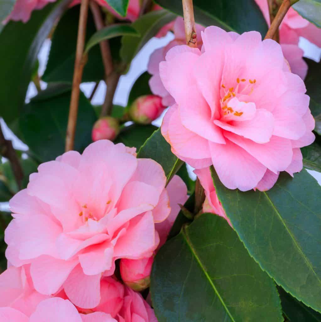 Our Favorite Spring Flowers - Carithers Flowers Atlanta