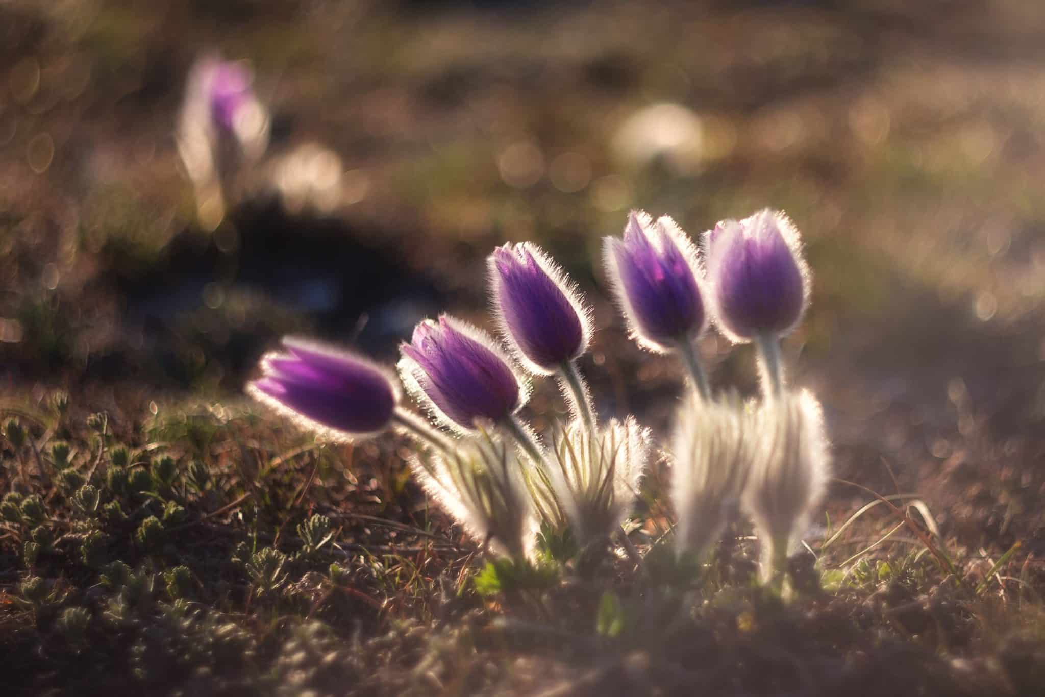 6 Ways Eco-Friendly Floristry Is Benefitting the Planet - Carithers ...